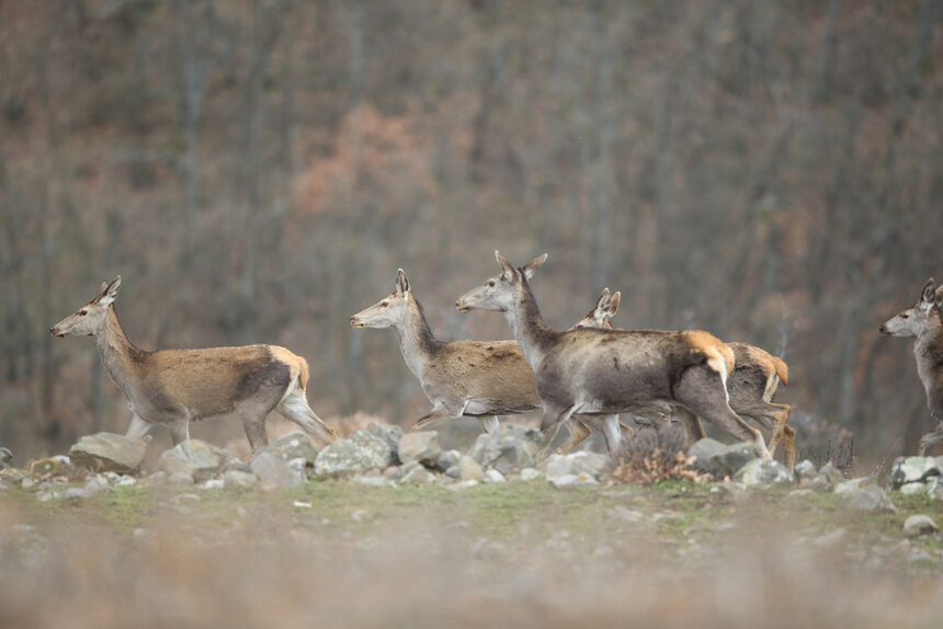 Фотогалерия: Сезонът на сватбуващите елени в Източните Родопи