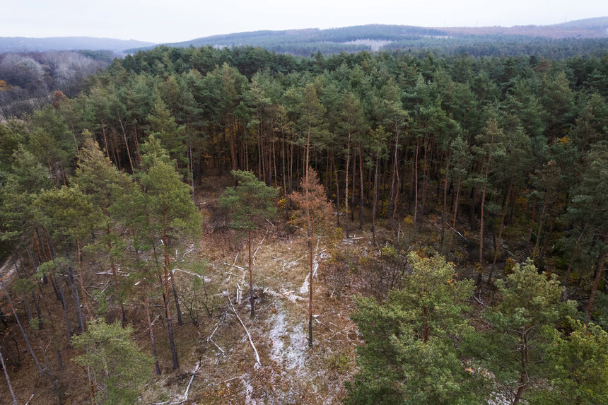 Фотогалерия Изменението на климата застрашава коледните елхи в Унгария